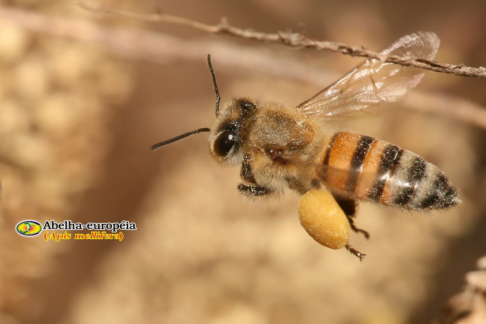 Zoologia: Abelha-européia (Apis mellifera)